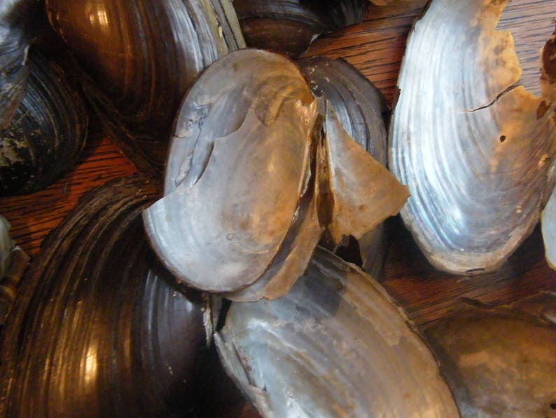 Nova Scotia Freshwater Clam Shell Pieces 5 Ounces | Etsy