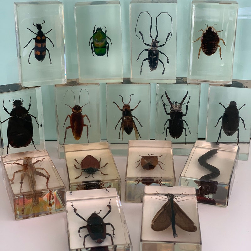Insect Collection - Etsy