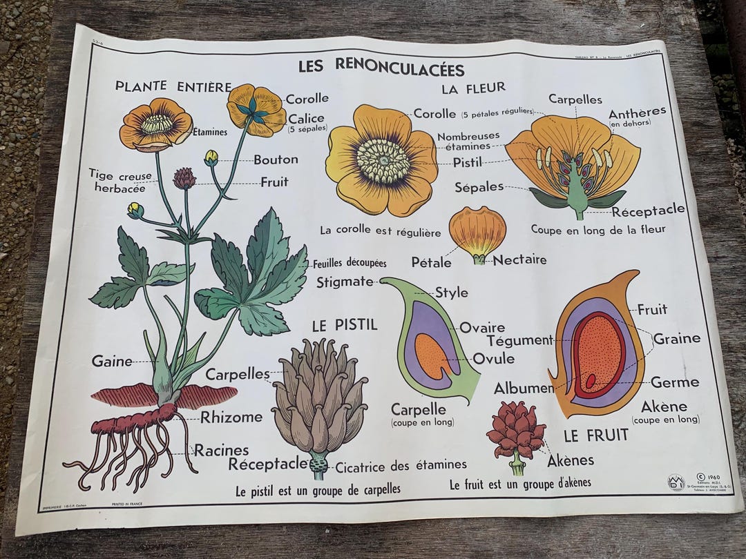 French School Poster Wall Chart, French Educational Wall Art - Etsy