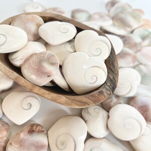 Shiva Heart Shells, Pastel Backs, Crystal Carving, Pocket Stone, Gifts ...