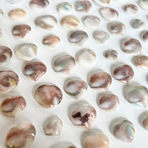 Shiva Heart Shells, Pastel Backs, Crystal Carving, Pocket Stone, Gifts ...