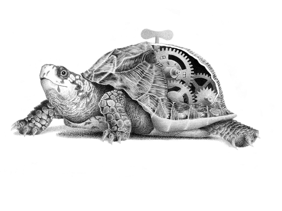 Tortoise Art Print A3 Nature Drawing Giclee Wall Hanging - Etsy