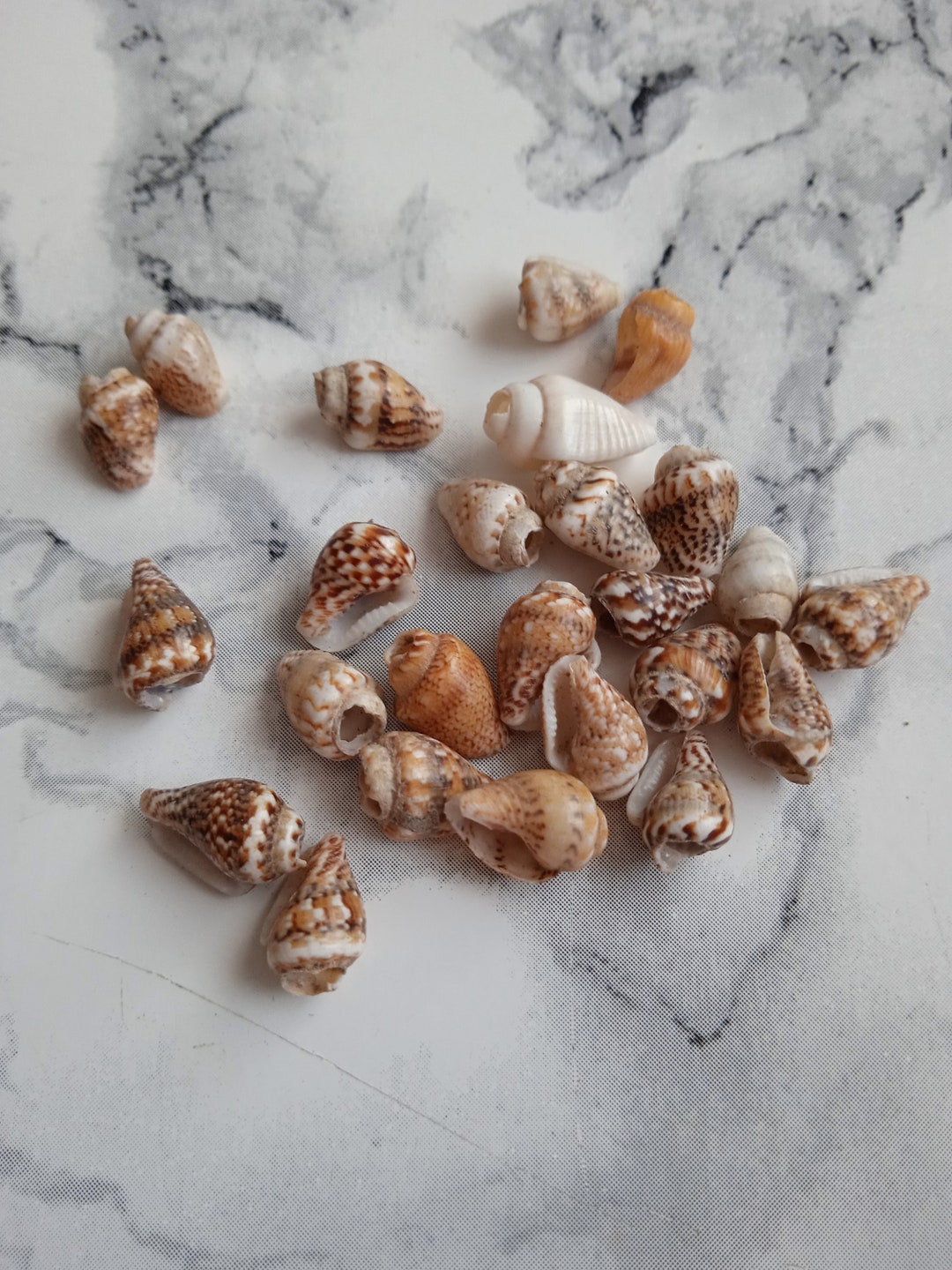 Seaside Shells Sea Shells Dolls House Pack of 25 Seaside Beach Theme ...