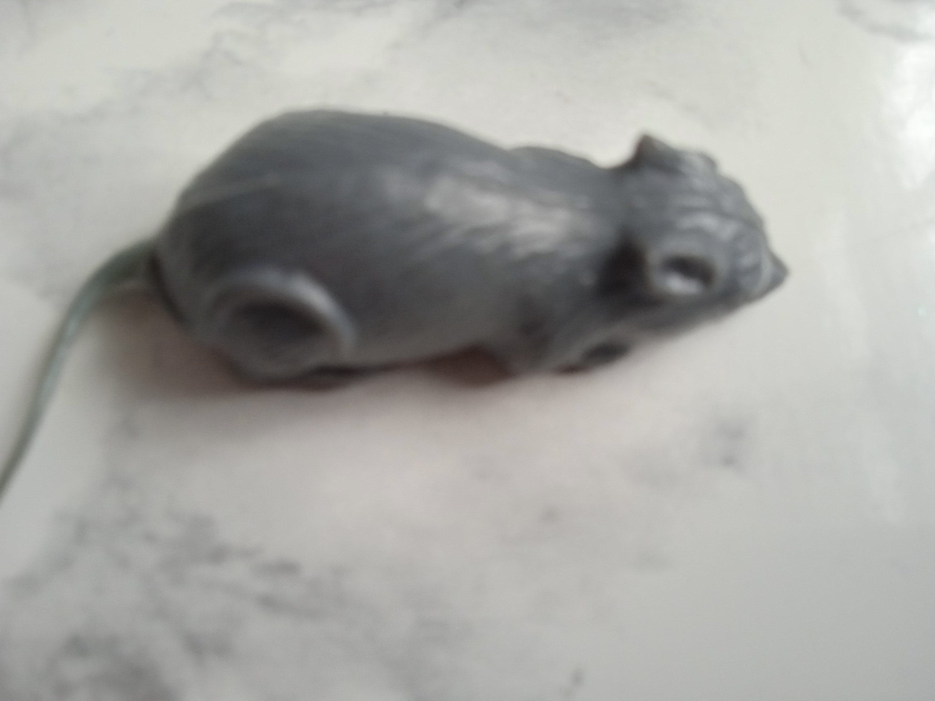 Dolls House Miniatures Giant Rat Grey Rat Halloween Prop Party | Etsy