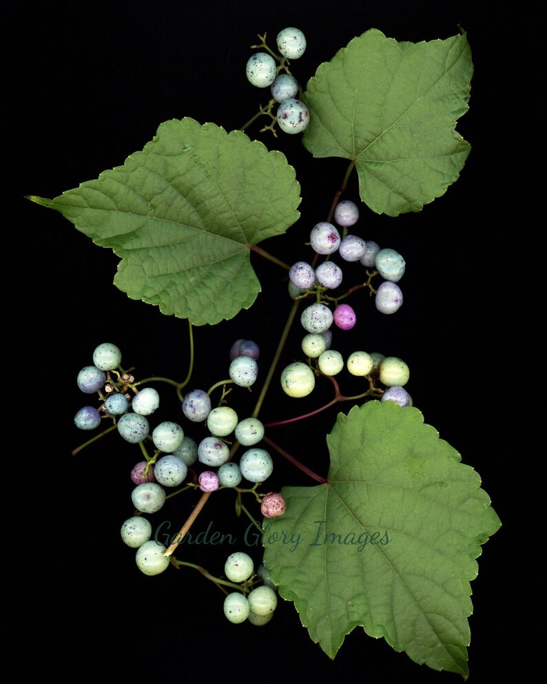 Grapevine Photo, Nature Photo, Nature Photography, Wall Art Print, Wall ...