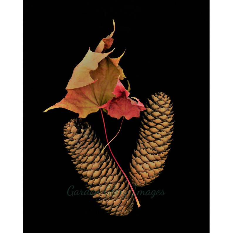 Maple Leaves Photo, Pine Cones Photo, Nature Photo, Red, Brown, Wall ...