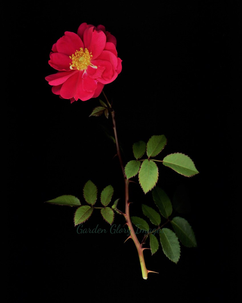 Red Rose Photo, Flower Photography, Rose Photo, Minimalist Flower ...