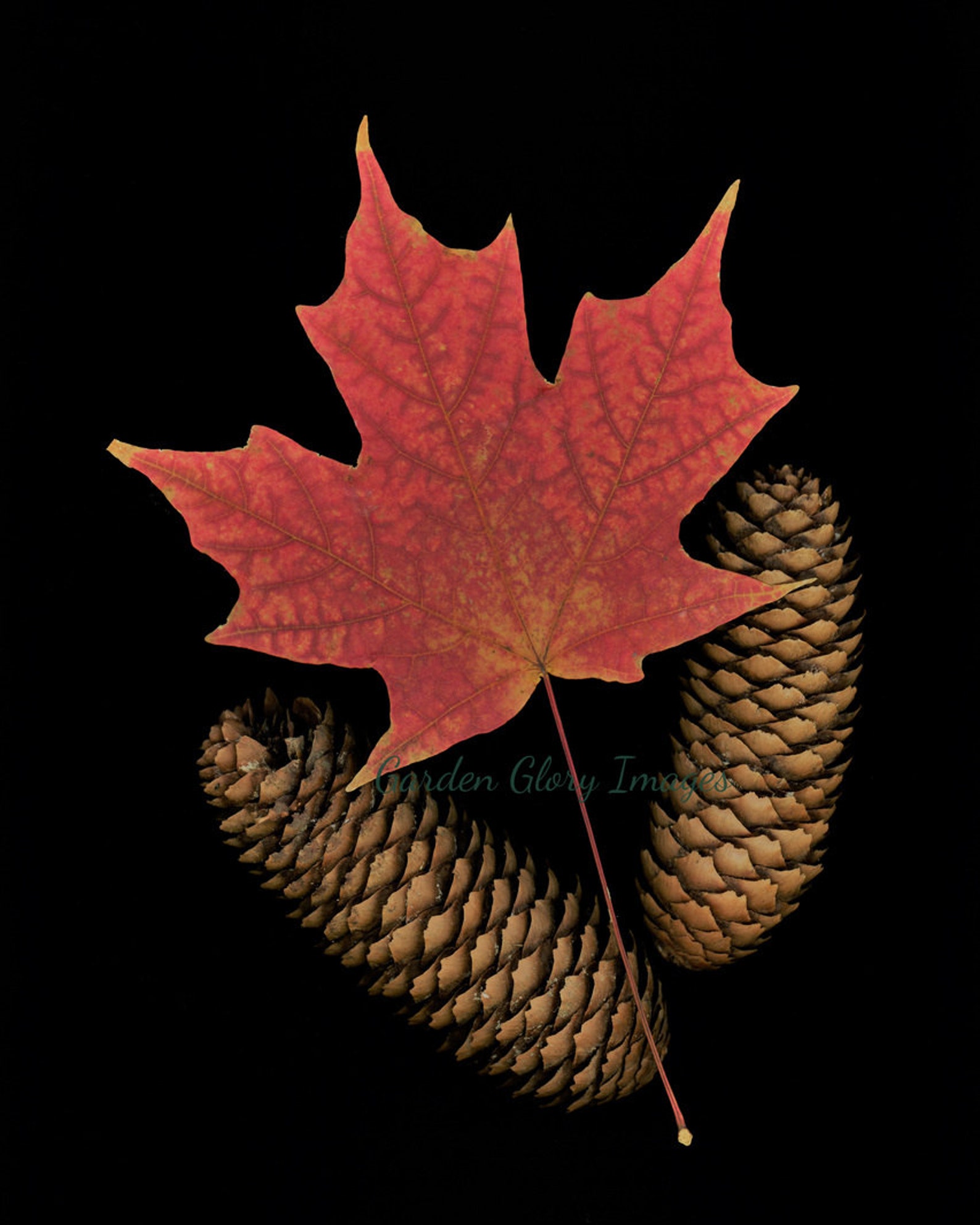 Maple Leaves Photo, Pine Cone Photo, Rustic Home Decor, Nature Lovers ...
