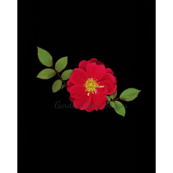 Red Rose Photo Flower Photo Nature Print Wall Art Home | Etsy