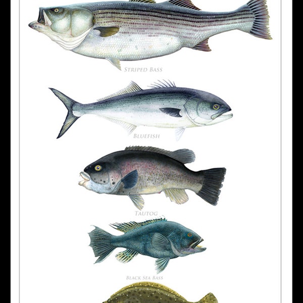 Cod Fish Poster Art - Etsy