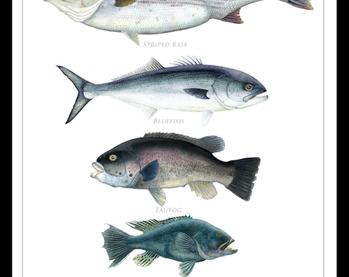 Coastal Gamefish of Cape Cod Fish Art Poster - Etsy