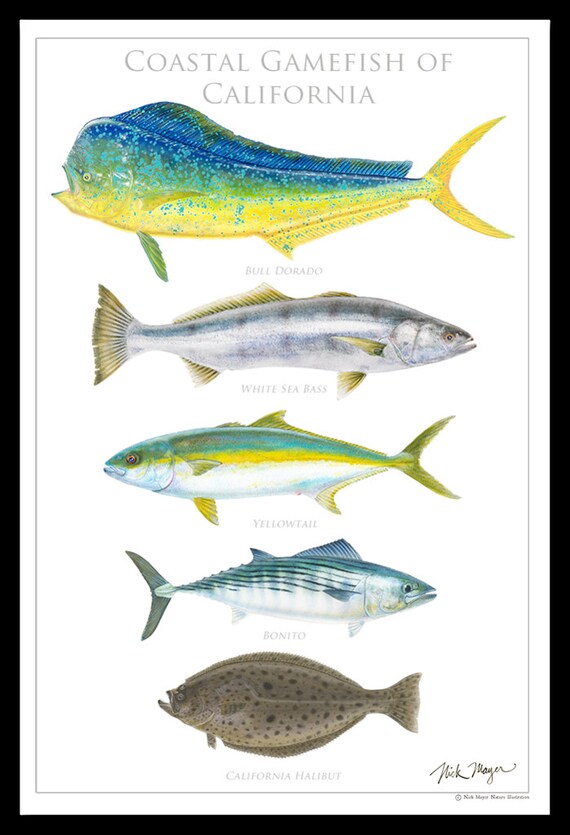 Coastal Gamefish of California Fish Art Poster - Etsy