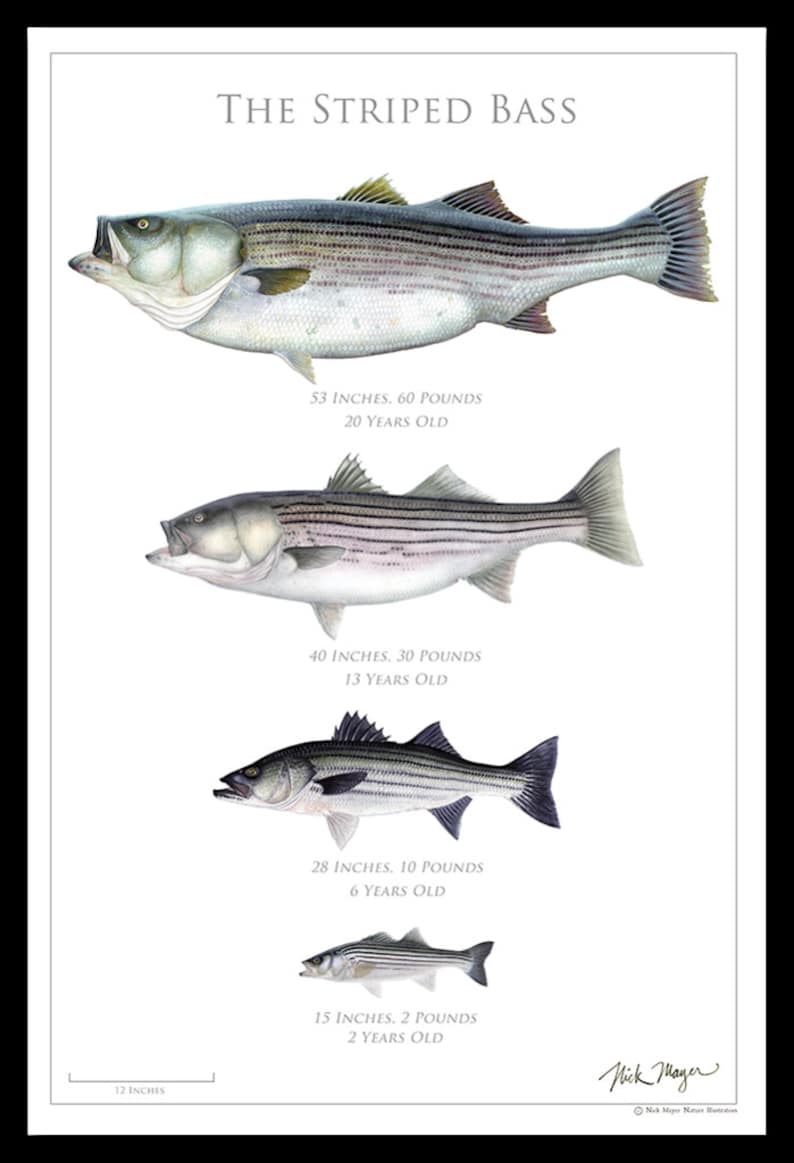 The Striped Bass Fish Art Poster - Etsy