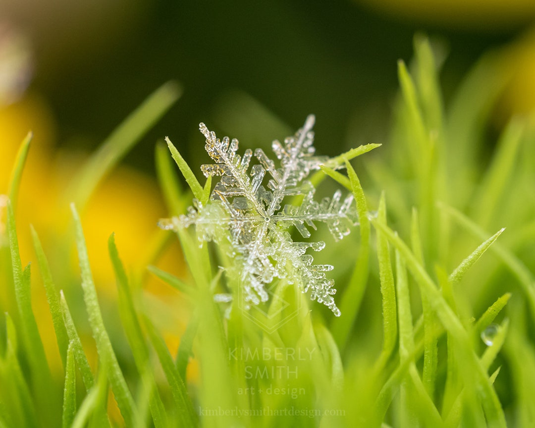 Freshly Frozen Real Snowflake Macro Photography Fine Art - Etsy
