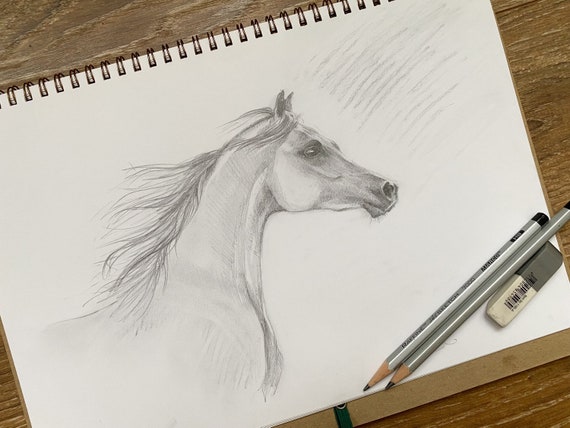 Arabian Horse Pencil Drawing