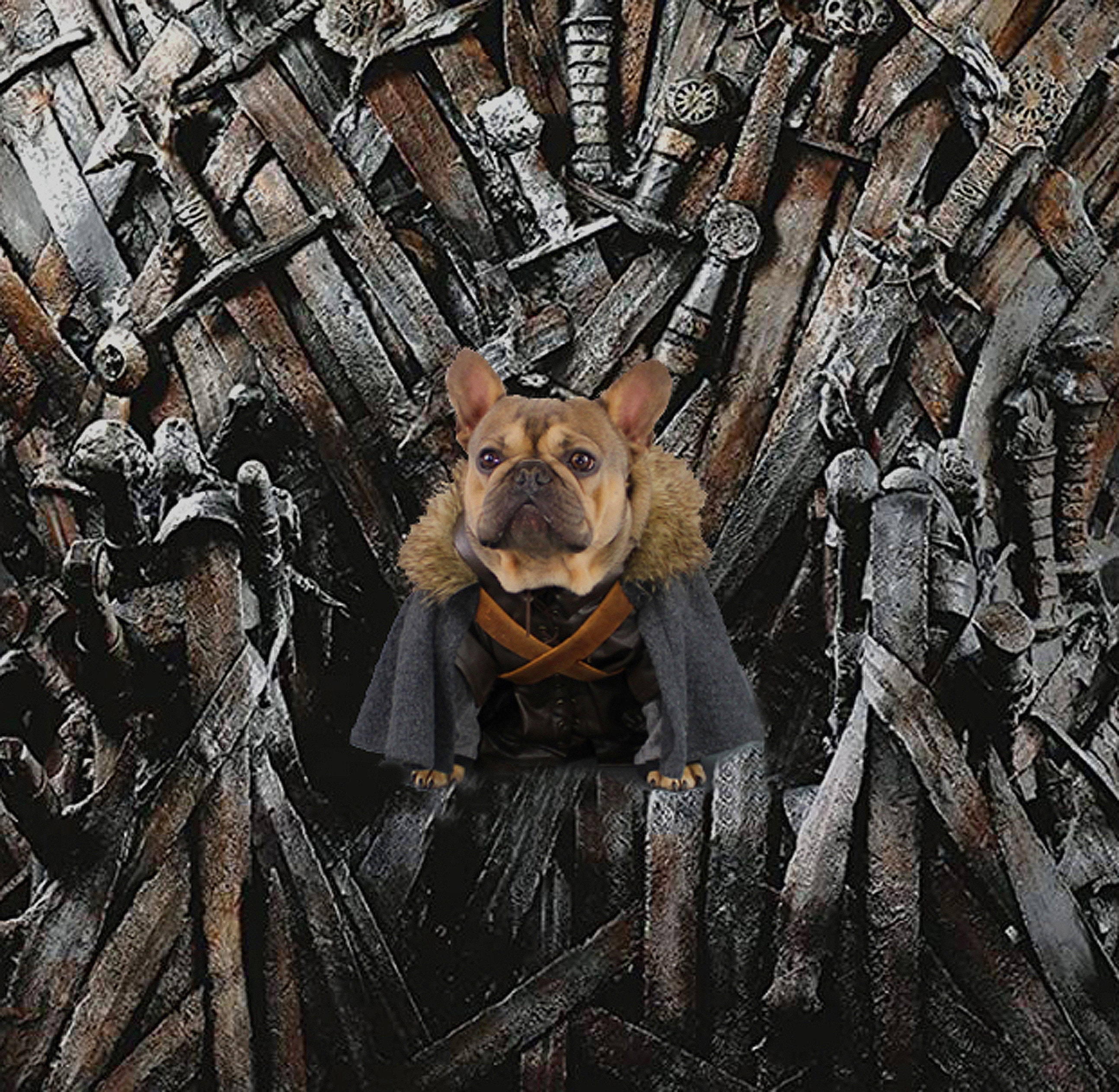 Robb Stark Game of Thrones Dog Costume Ensemble - Etsy