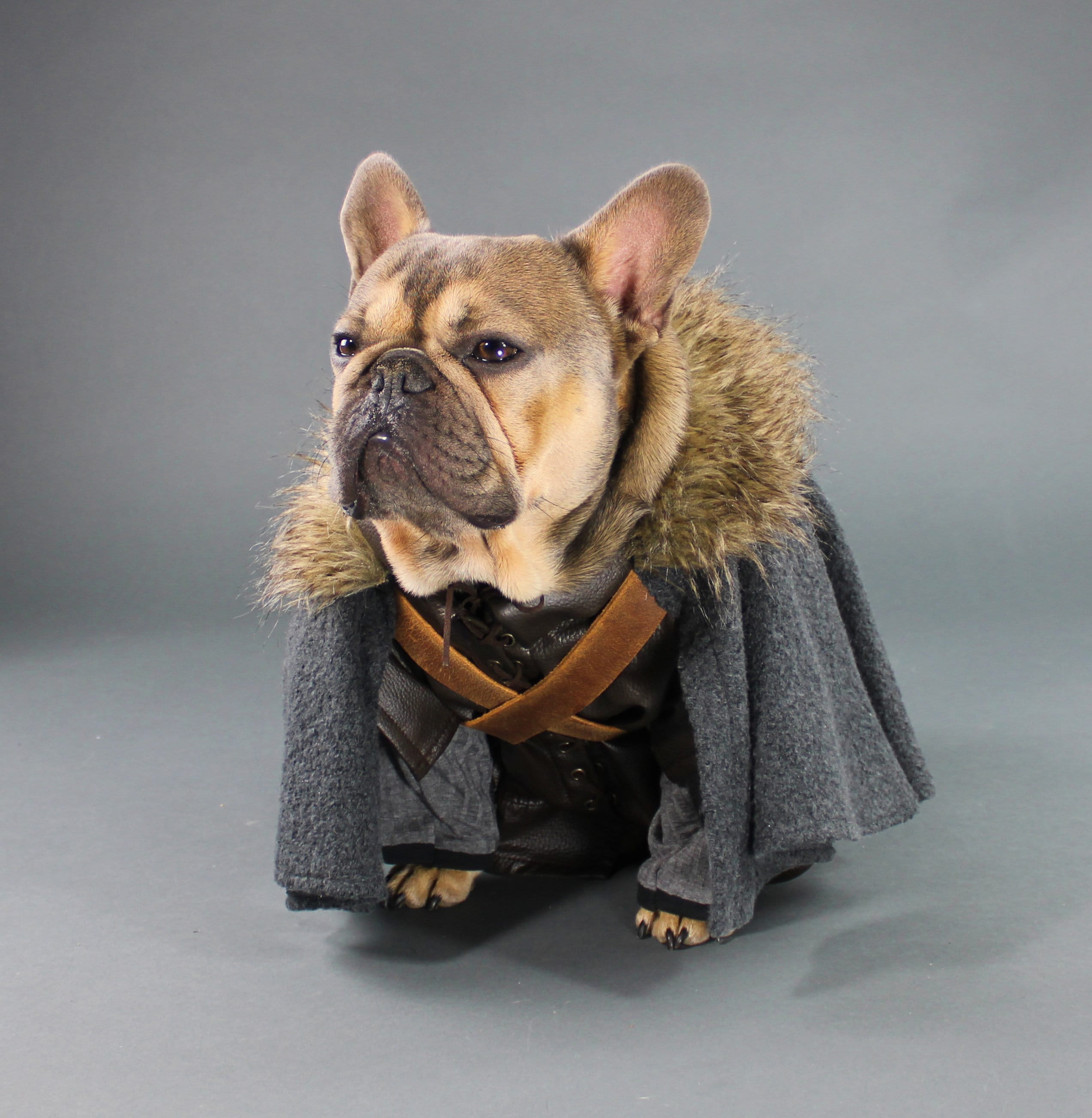 Robb Stark Game of Thrones Dog Costume Ensemble - Etsy