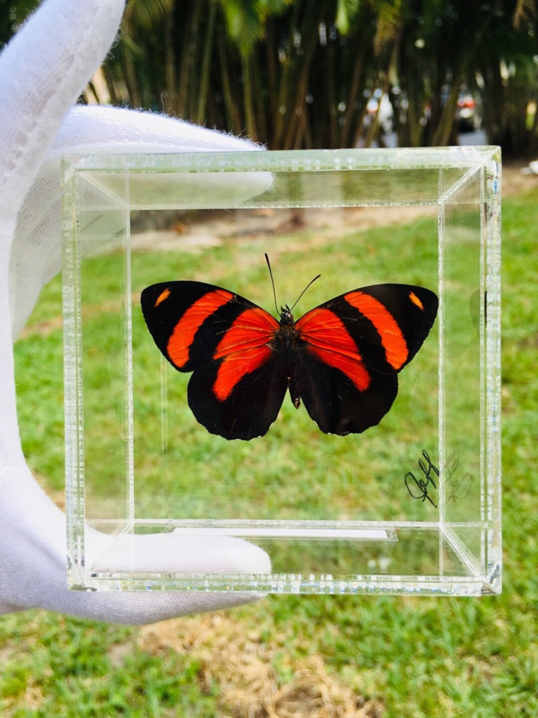 3" X 3" Butterfly Framed, CALLICORE CYNOSURA (peru),butterfly Display ...