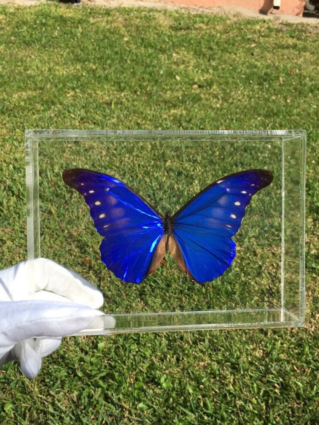 5" X 7" Butterfly Framed, Morpho Cacica - Etsy