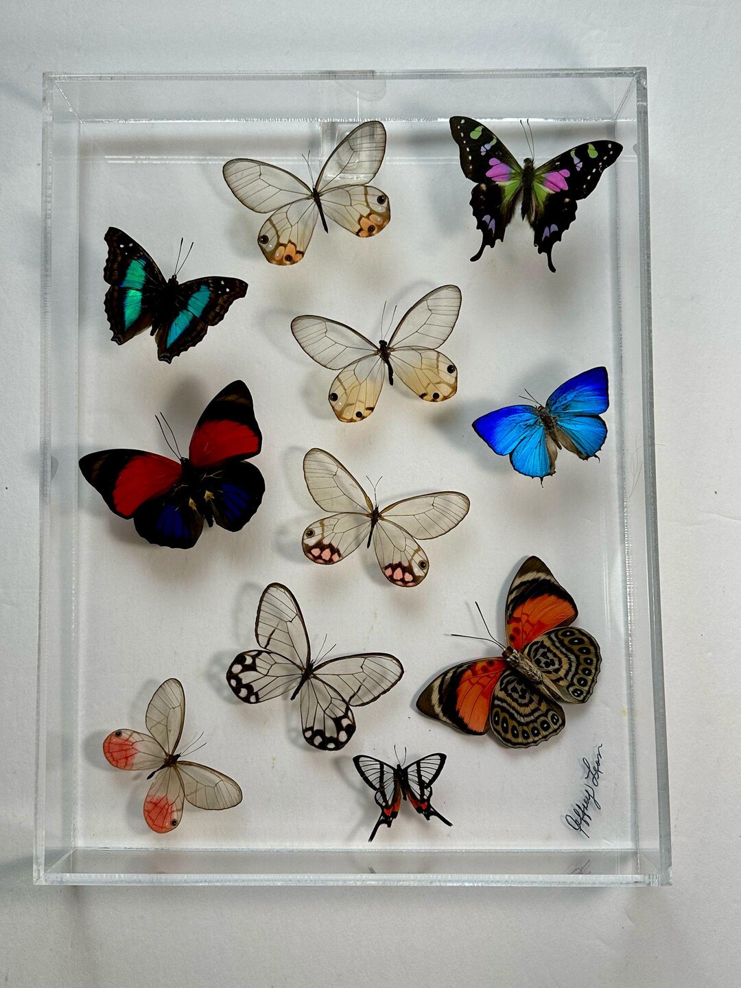 9" X 12" Butterfly Frames,real Butterfly Art, Butterflies in Acrylic ...