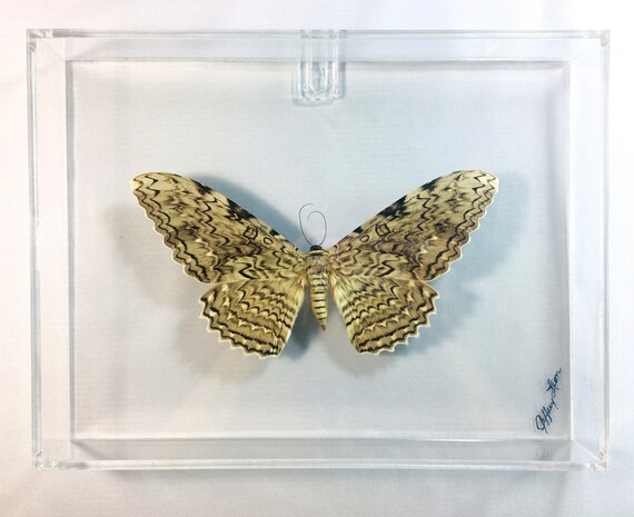 9 x 12 Butterfly Frames butterfly displayreal | Etsy