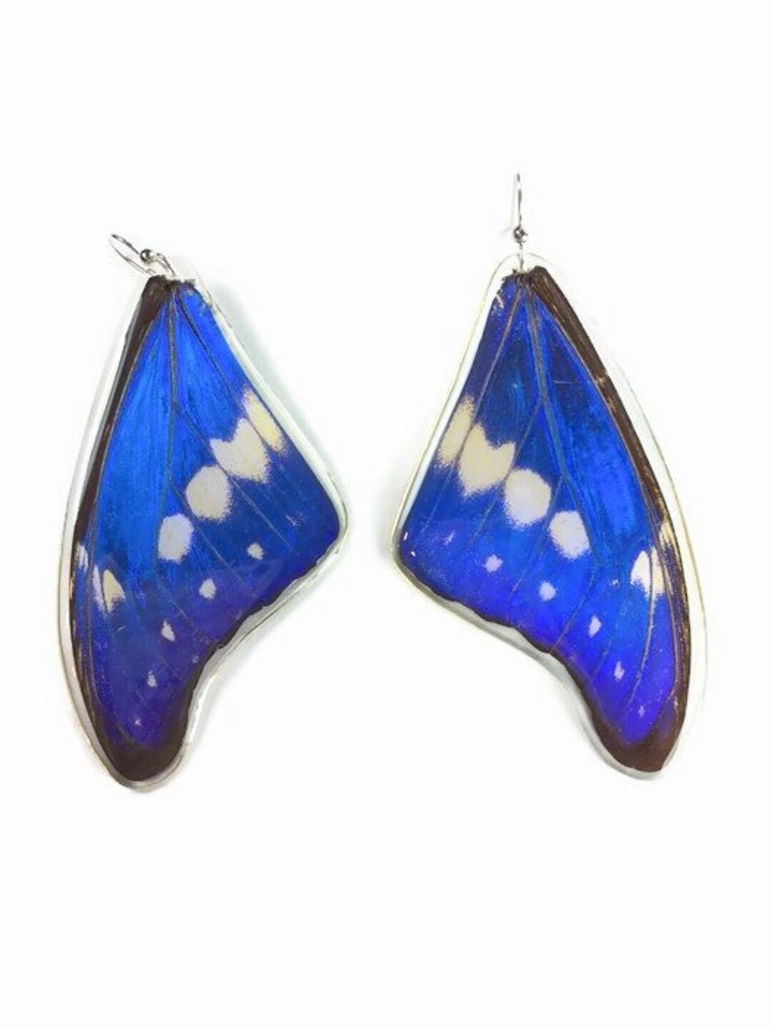 Butterfly Earrings, Real Blue Morpho Helena Butterfly (morpho Helena ...