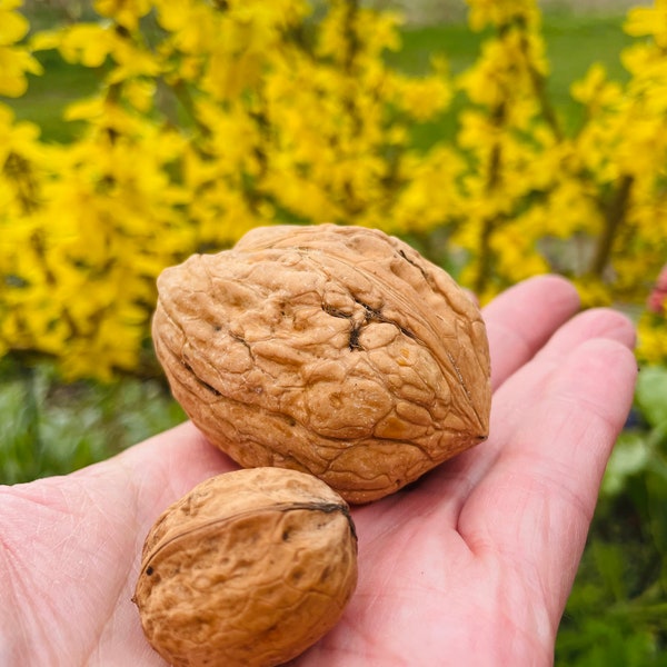 Walnut Shells - Etsy