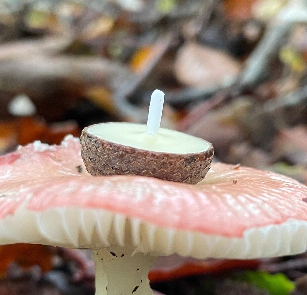 36 Acorn Cap Floating Candles of Beeswax, in Gold, Yellow, White, Pearl ...