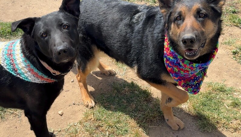 Crochet Dog Bandana Tutorial Beginner Friendly Easy Pattern - Etsy