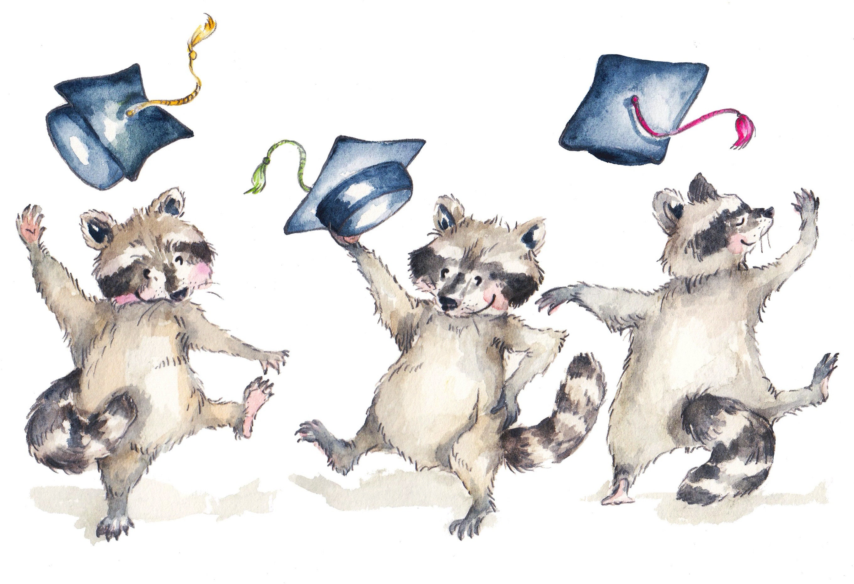 Raccoon Graduation Card - Etsy