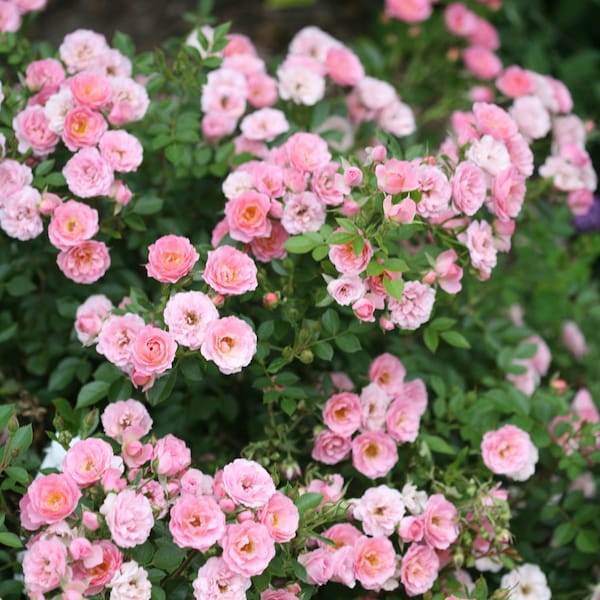 Miniature Rose Plant - Etsy