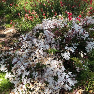 2 Butterfly Vines Jasmine Combo: Organic Live USA Star Jasmine ...