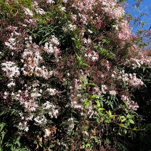2 Butterfly Vines Jasmine Combo: Organic Live USA Star Jasmine ...