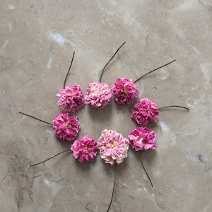 Organic Live USA Pink Miniature Rose Cuttings - Etsy