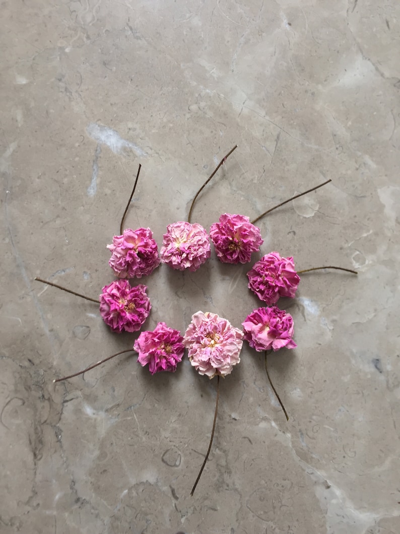 Organic Live USA Pink Miniature Rose Cuttings - Etsy