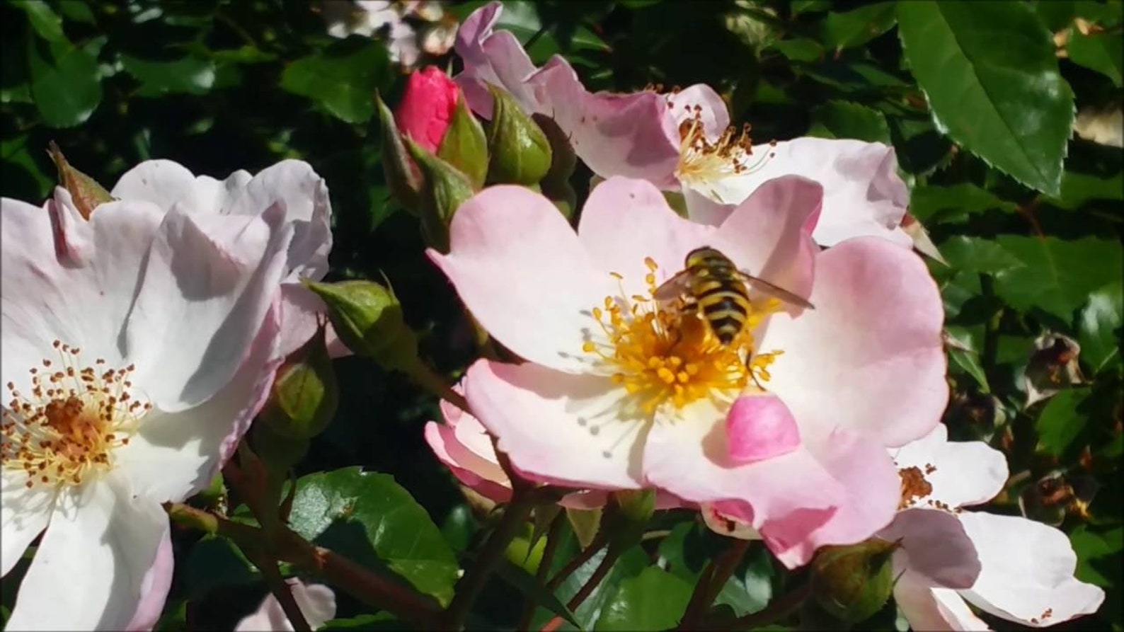 Organic Live USA Pink Miniature Rose Cuttings | Etsy