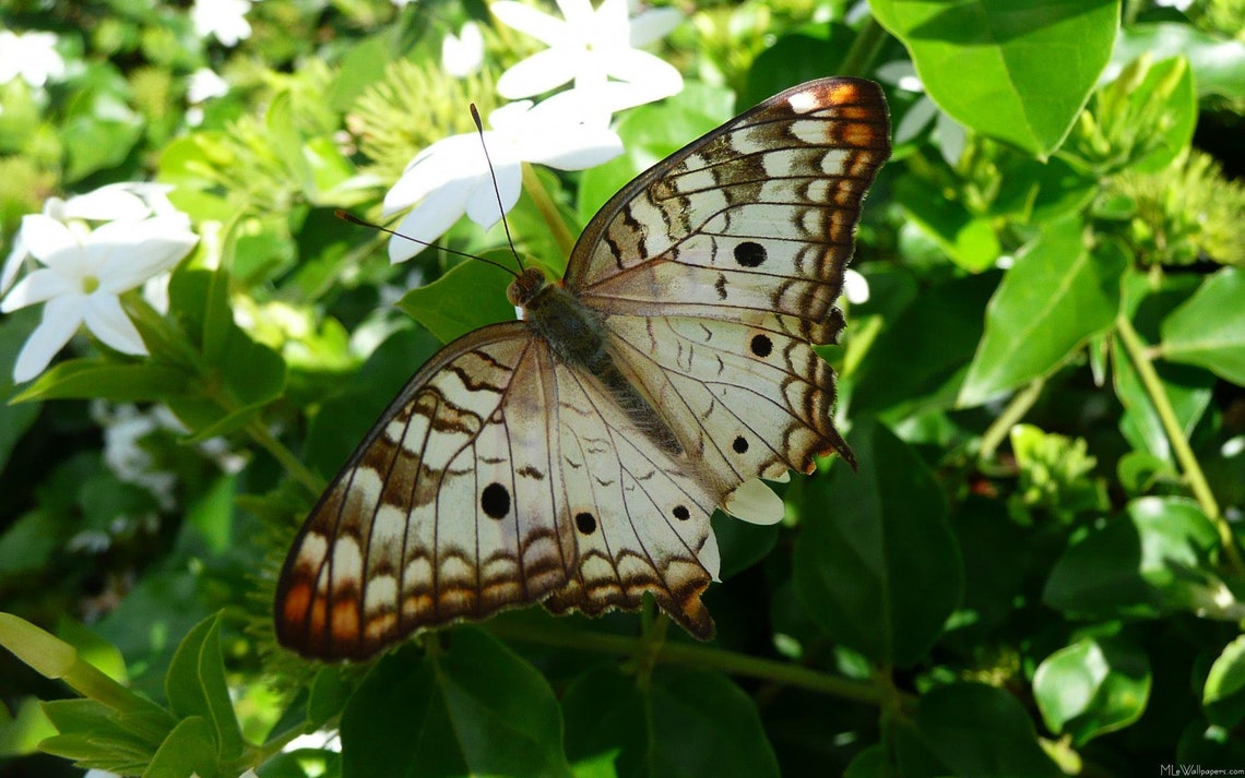 2 Butterfly Vines Jasmine Combo: Organic Live USA Star Jasmine - Etsy