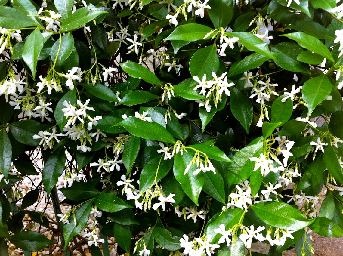 2 Butterfly Vines Jasmine Combo: Organic Live USA Star Jasmine - Etsy