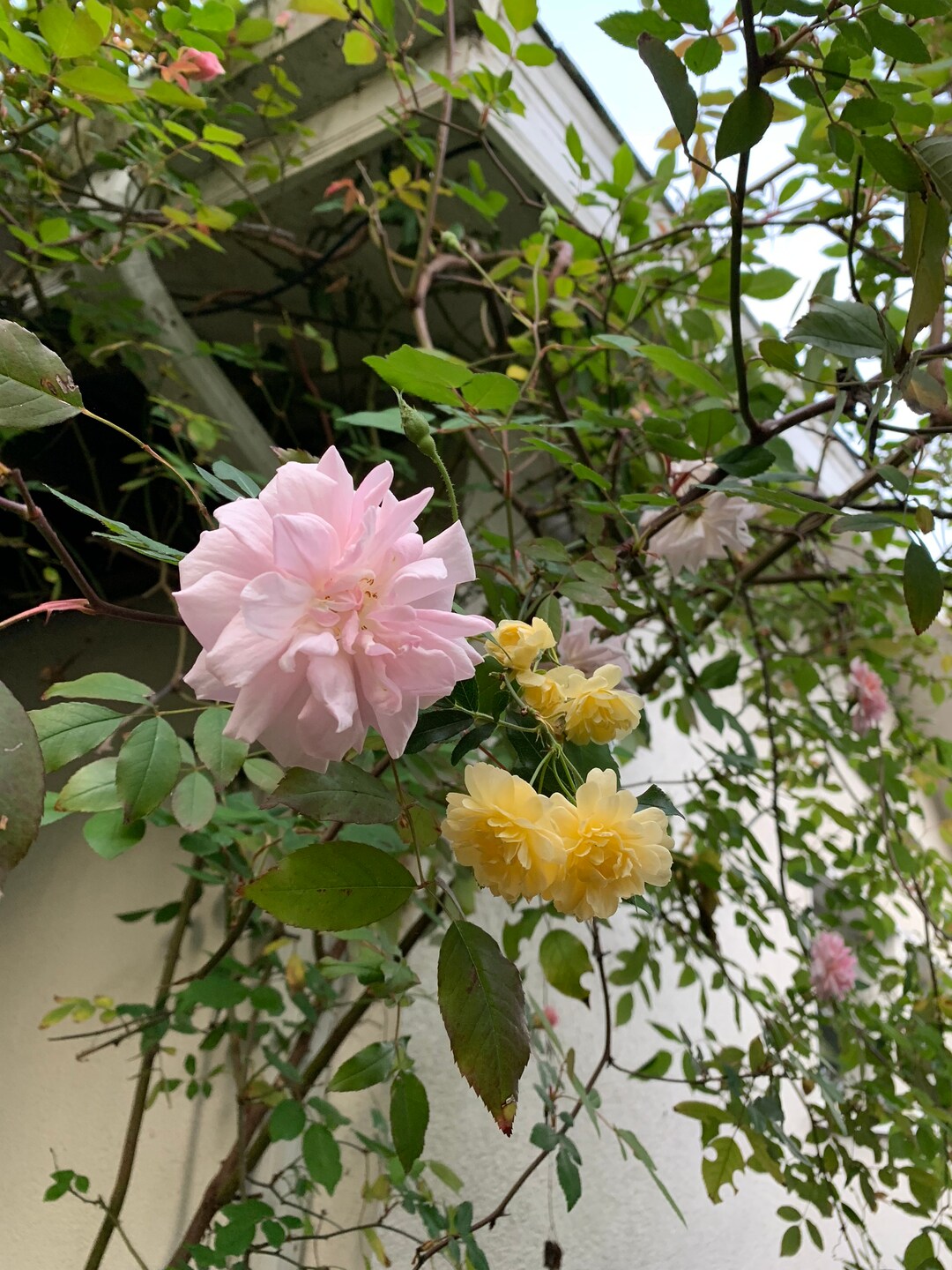 2 Roses Combo: Organic Live USA Pink + Yellow Miniature Rose Cuttings ...