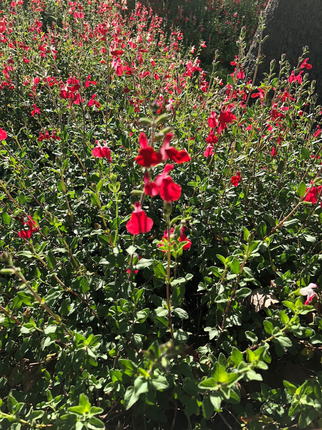 Organic Live USA Red Autumn Sage (salvia Greggii) Cuttings - Etsy