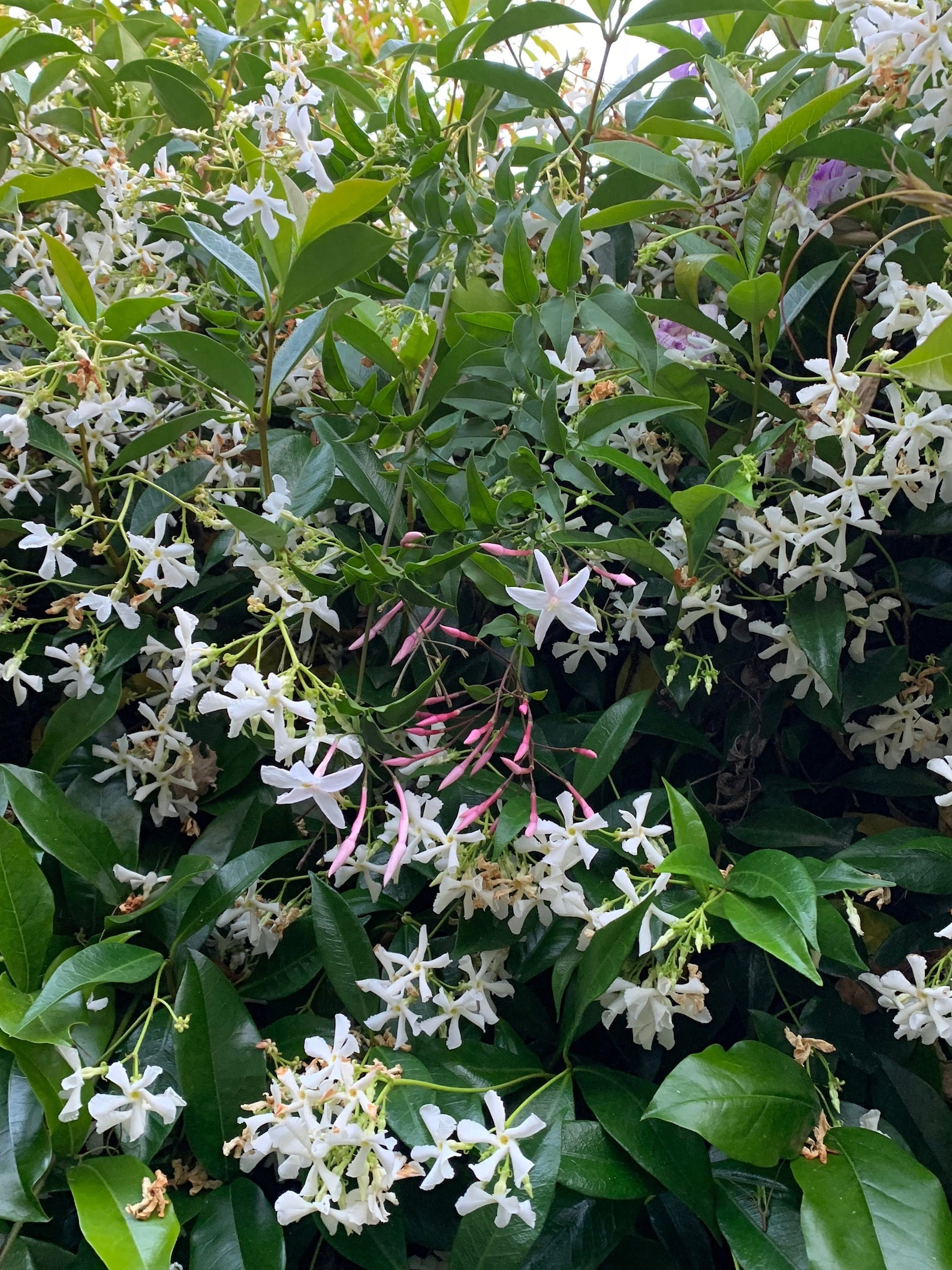 2 Butterfly Vines Jasmine Combo: Organic Live USA Star Jasmine - Etsy