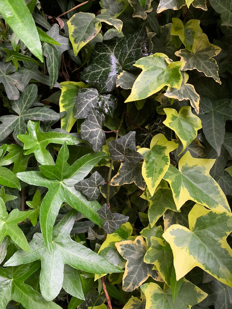 3 Ivy Combo: Organic Live California USA English Variegated - Etsy