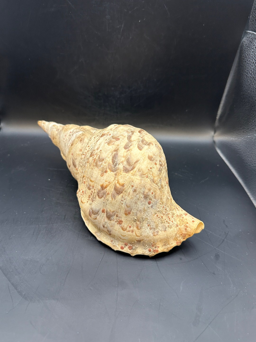 Triton Conch Seashell Beach Decor - Etsy