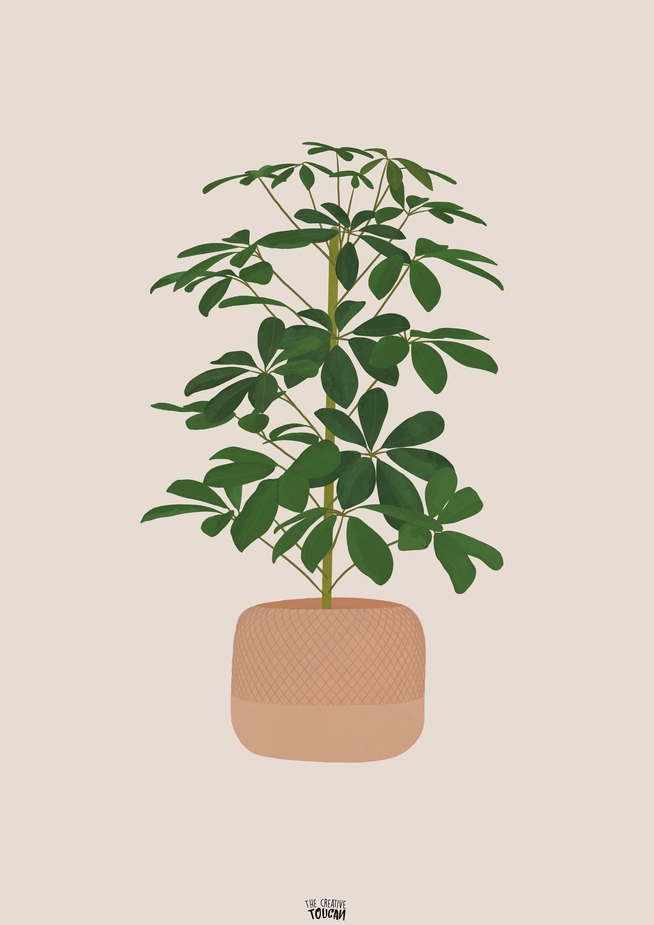 Schefflera Plant Illustration Umbrella Plant Poster Indoor | Etsy