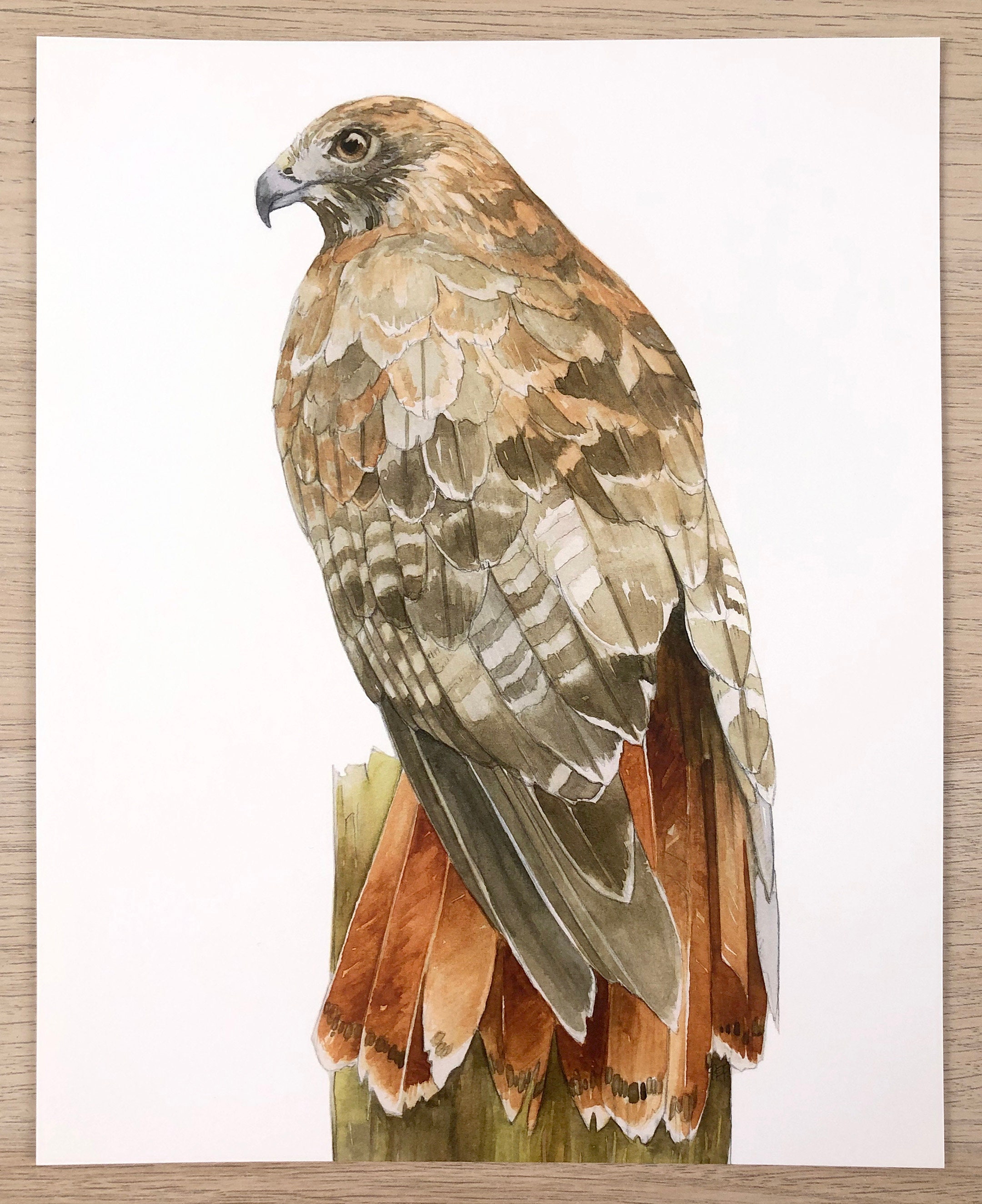 Red-tailed Hawk Watercolor Art Print Bird Illustration Wall - Etsy
