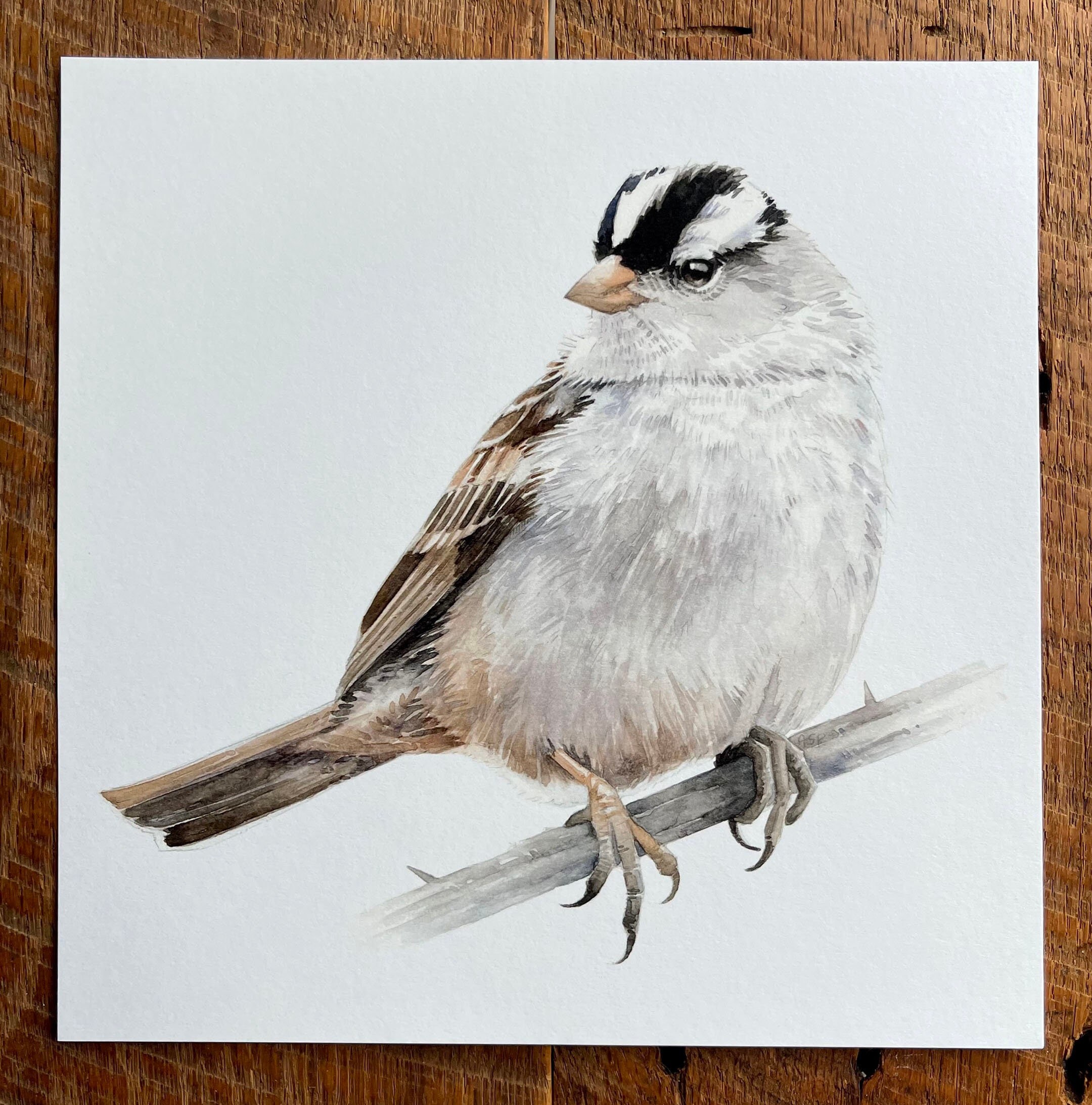 White-crowned Sparrow Art Print, 8x8 Inches - Etsy