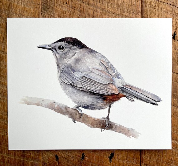 Gray Catbird Watercolor Art Print 8x10 Inches - Etsy