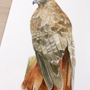 Red-tailed Hawk Watercolor Art Print, Bird Illustration, Wall Art - Etsy