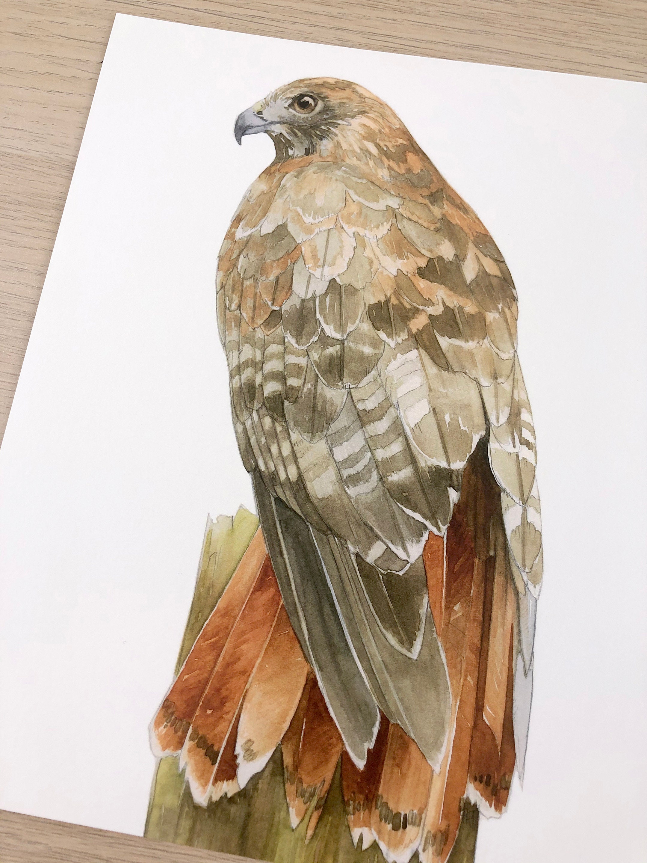 Red-tailed Hawk Watercolor Art Print Bird Illustration Wall - Etsy