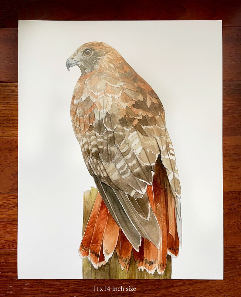 Red-tailed Hawk Watercolor Art Print Bird Illustration Wall - Etsy